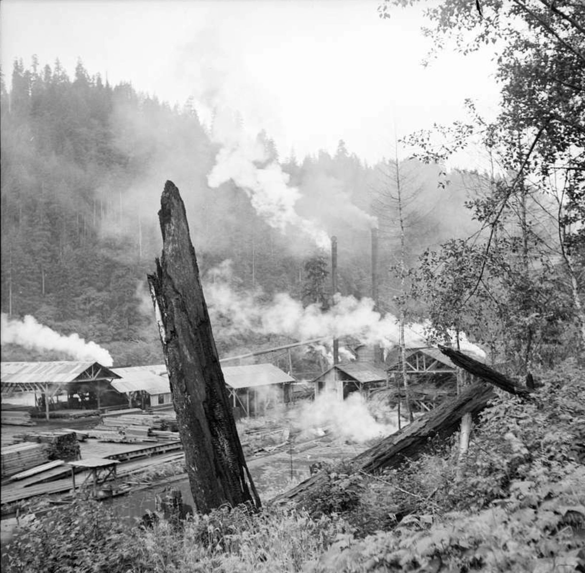 Mapleton Area Logging History